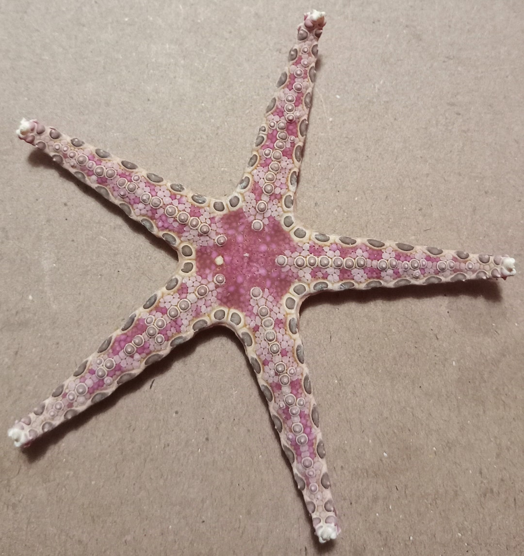 011 Real Star Fish 87 Mm..dried - Etsy