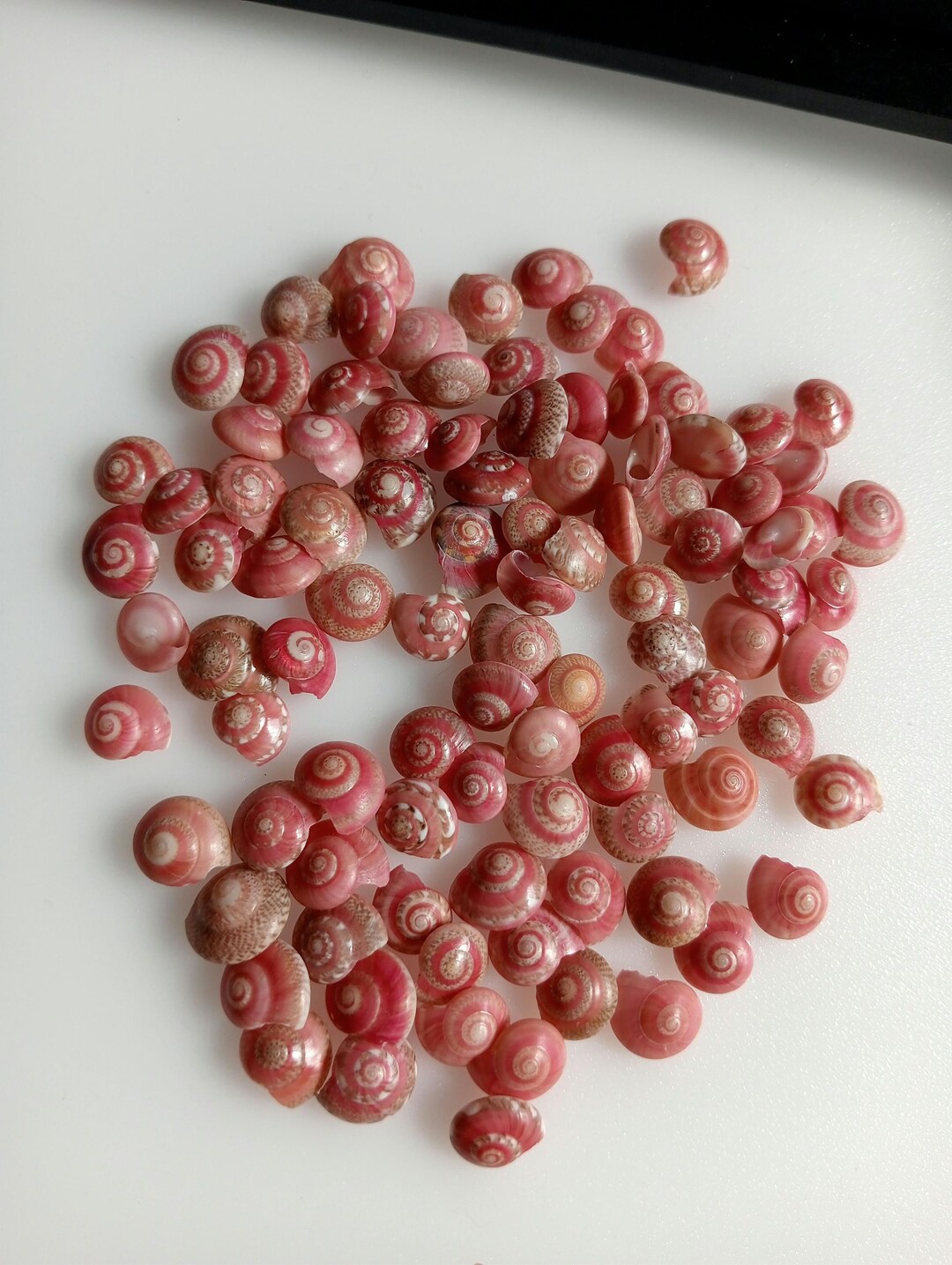 Seashell Umbonium..100 Pcs...very Nice Shells...pure Color... Limited ...