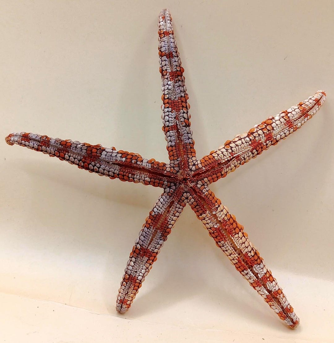 Real Starfish..not Common..deep Sea Star Fish...dried Besutifully..size ...