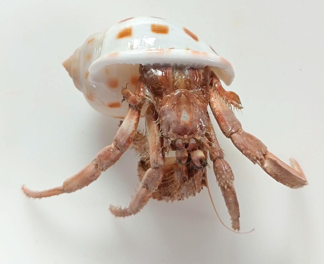 Seashell Hermit Crab in Cassis Shell...size 82 Mm - Etsy