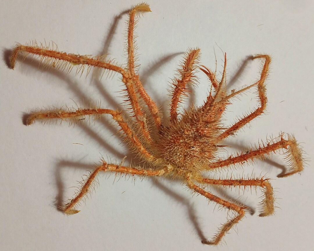 Crustacean Crab..width 173 Mm..rare Crab...dried Crab - Etsy