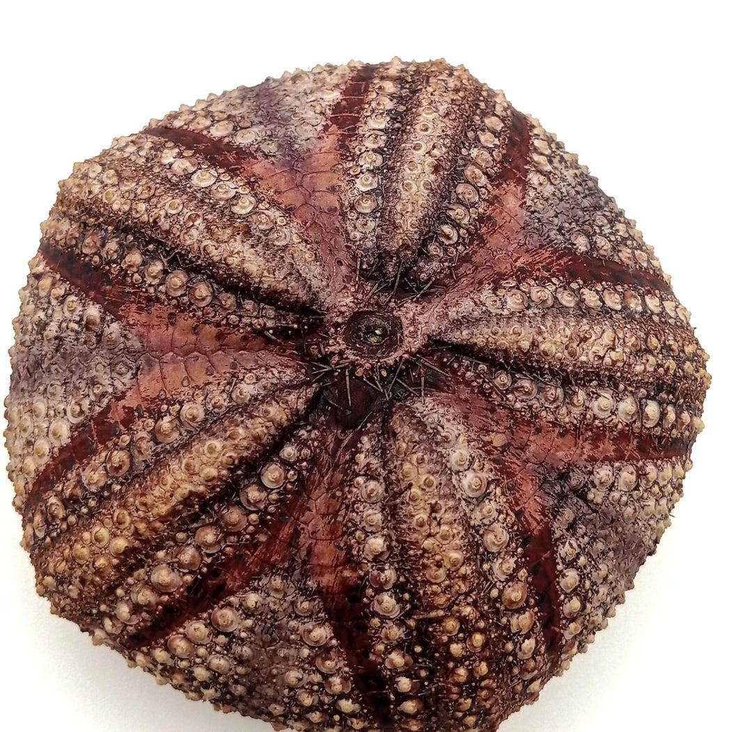 Astropyga Radiata 85 Mm..sea Urchin..item 300 - Etsy