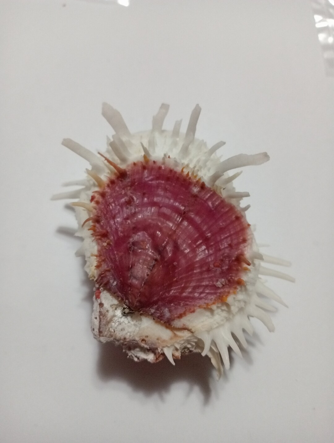 Seashell Varian Spondylus 80 Mm..natural Quality - Etsy