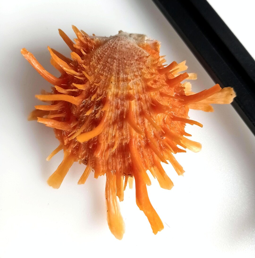 Seashell Orange Spondylus 64 Mm..item 0058 - Etsy
