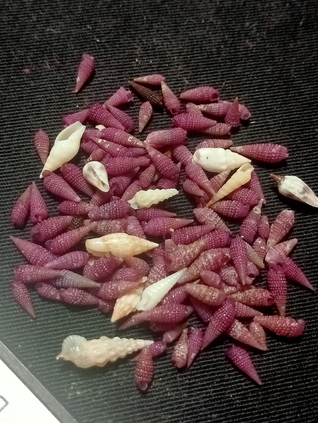 001-seashell Smallest Species Trawl Net Shells...120 Pcs Shells - Etsy