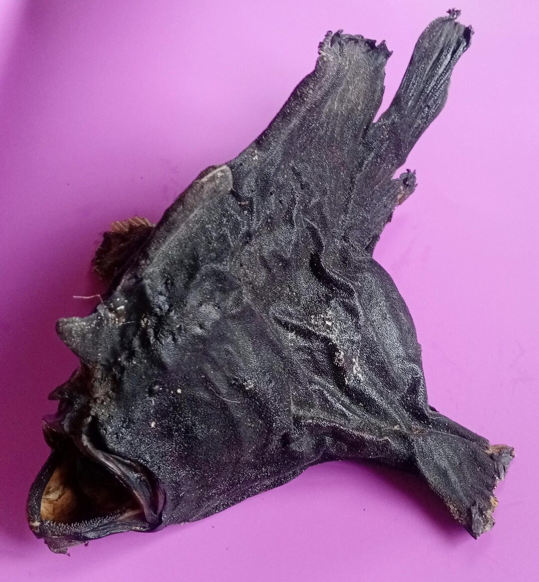 Crustacean..black Milk Fish/anger Fish..lenght 250 Mm/width 190 Mm ...