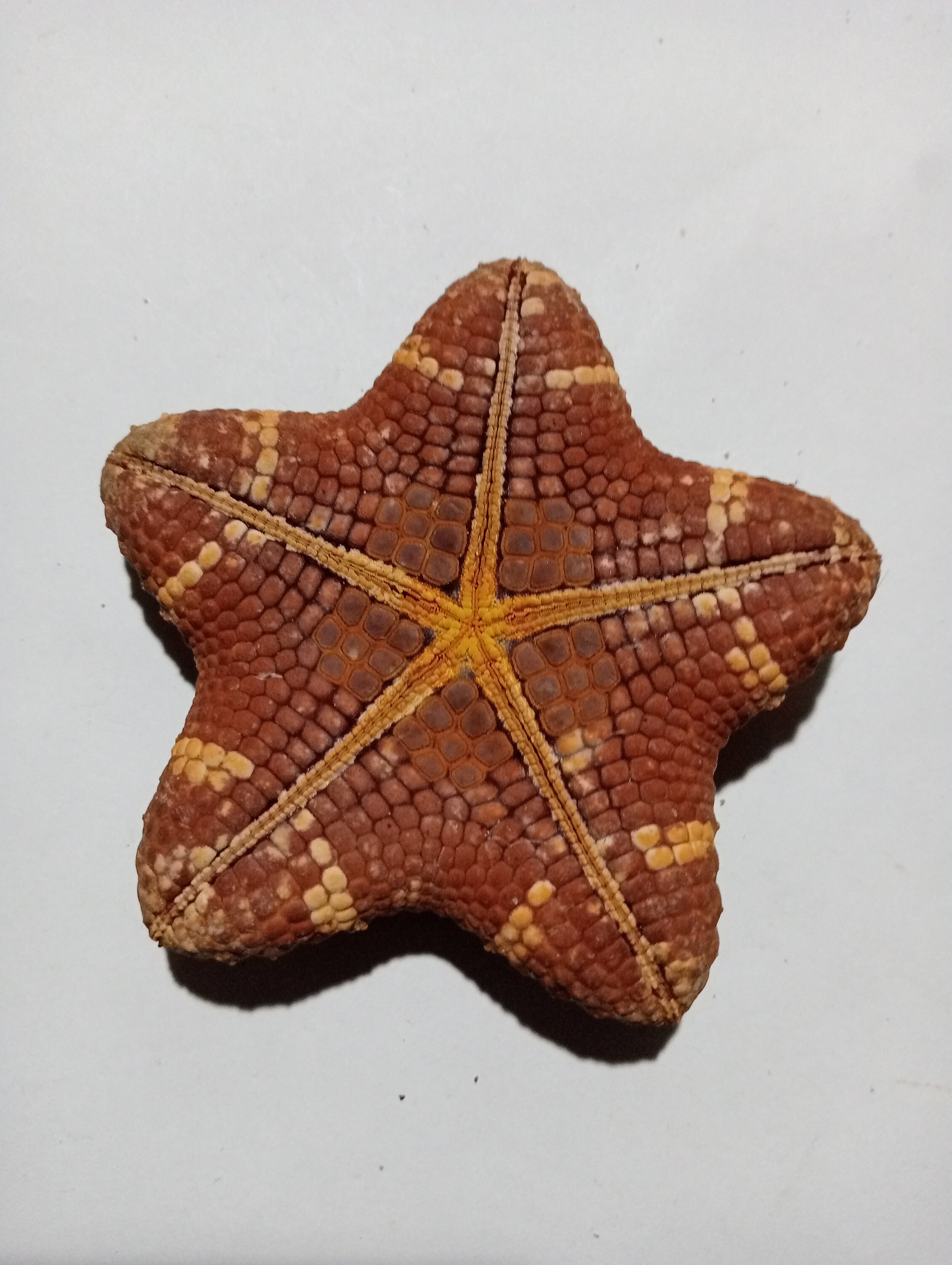 Real Star Fish..dried Sea Star Fish 88 Mm.seashell - Etsy