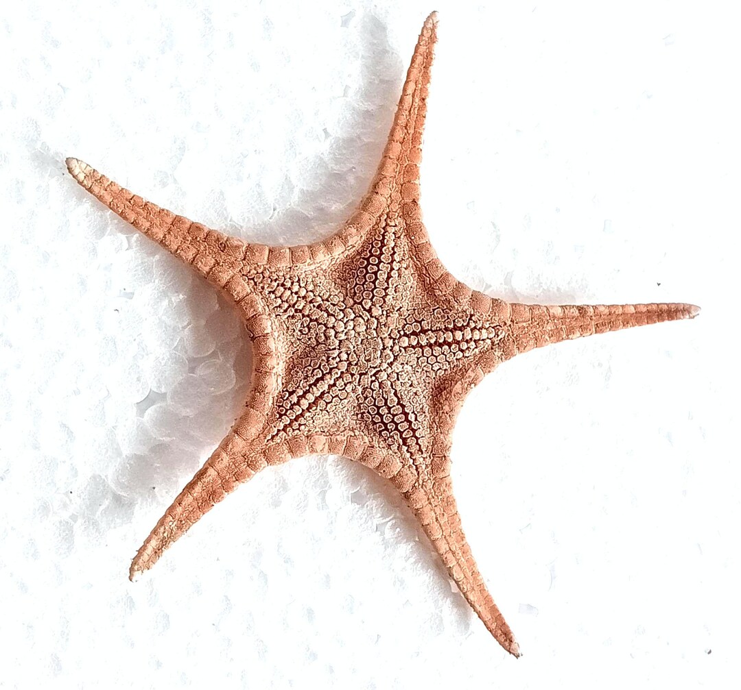 Real Star Fish..deep Dried Sea Star Fish 75 Mm..item # 88 - Etsy
