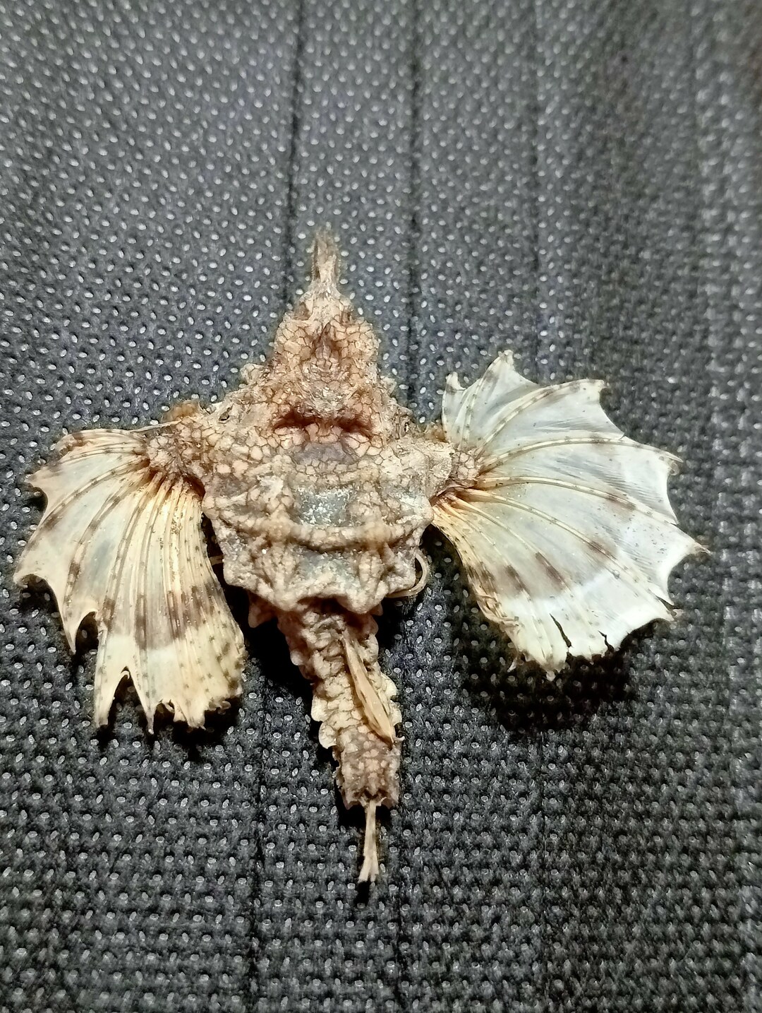 002-crustacean Flying Fish 52 Mm - Etsy