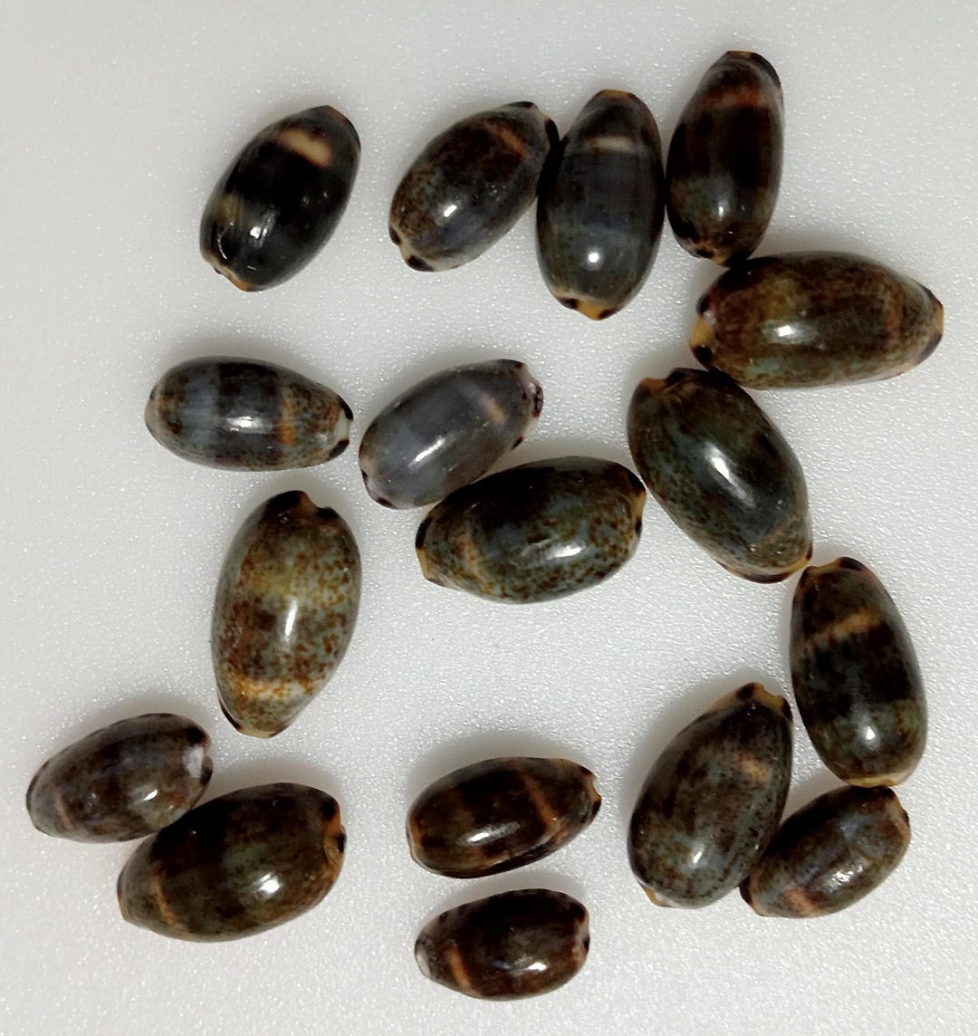 Seashell..17 Pcs Smaller Types of Cowry Shell..size 16-20 Mm..very Nice ...