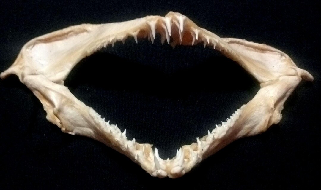 Mako Shark Jaws..shark Skull 180 Mm..taxidermy Oddities...not Common ...