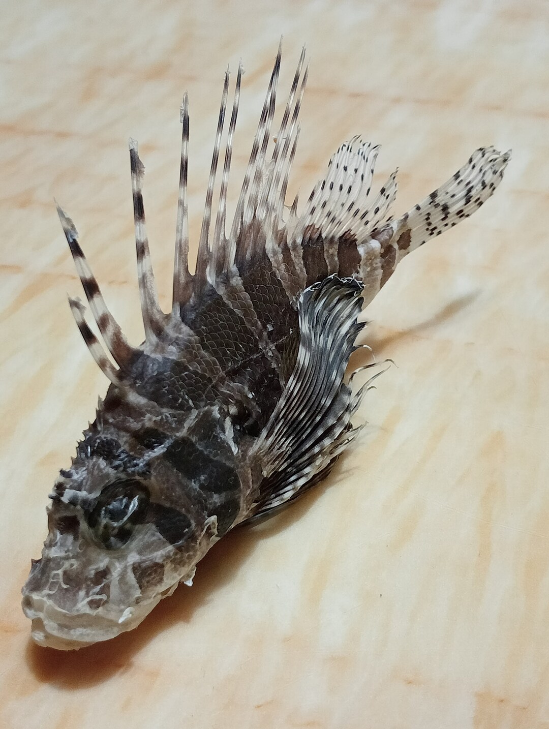 003-sea Lion Dried Fish 115 Mm..taxidermy Oditties..crustacean - Etsy