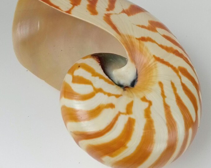 Chambered Nautilus 95 Mm...seashell..cute Lovely Looking Shell..size 95 ...