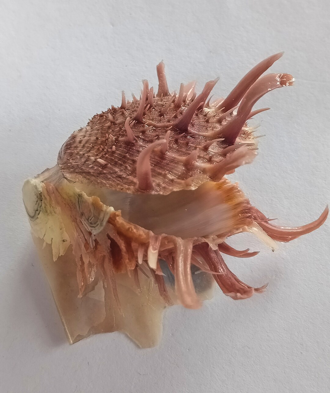 010 Seashell Spondylus 85 Mm..natural Quality - Etsy