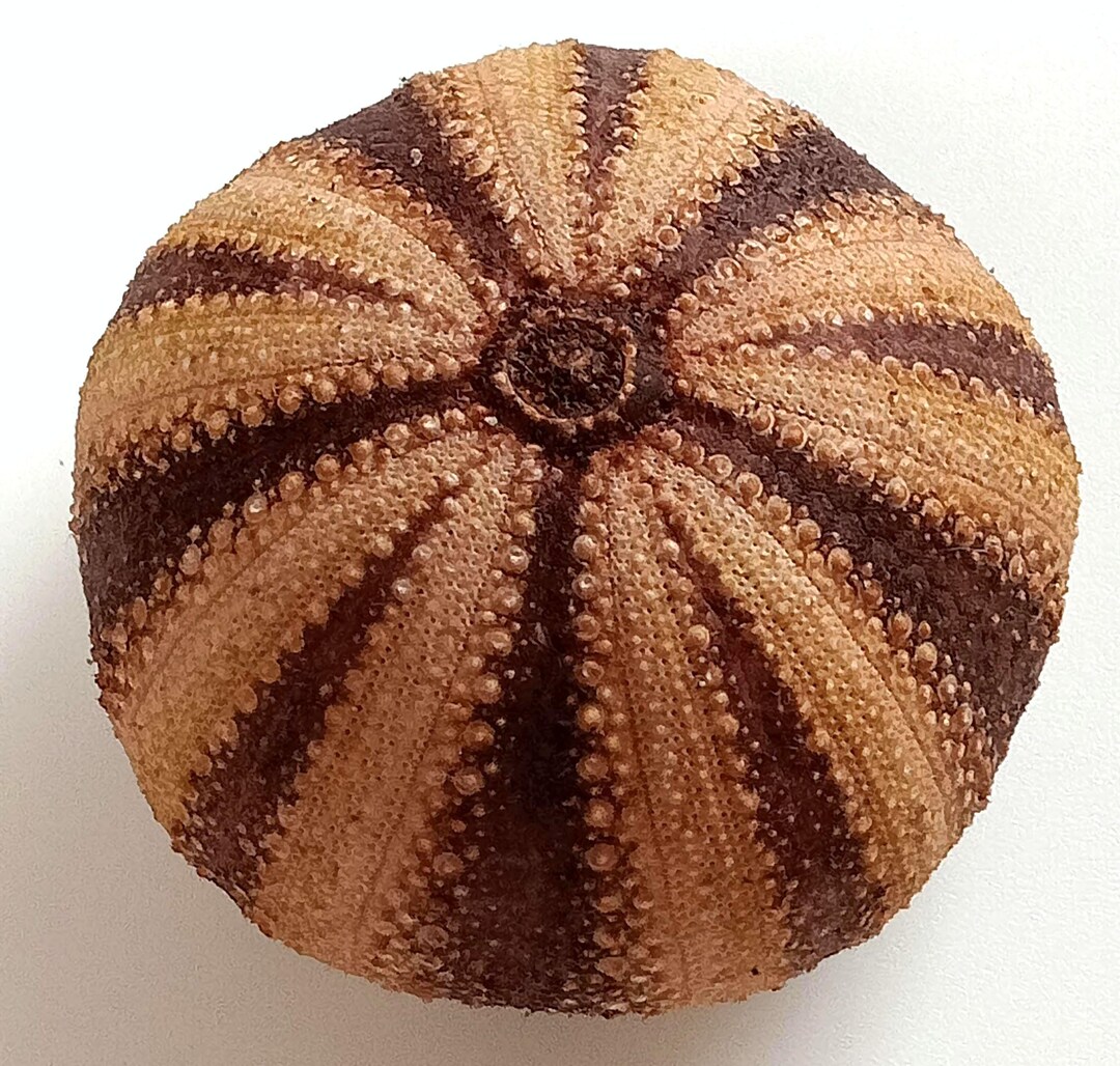Sea Urchin..echinormata..size 68 Mm.. Completely Dried..item #1 - Etsy