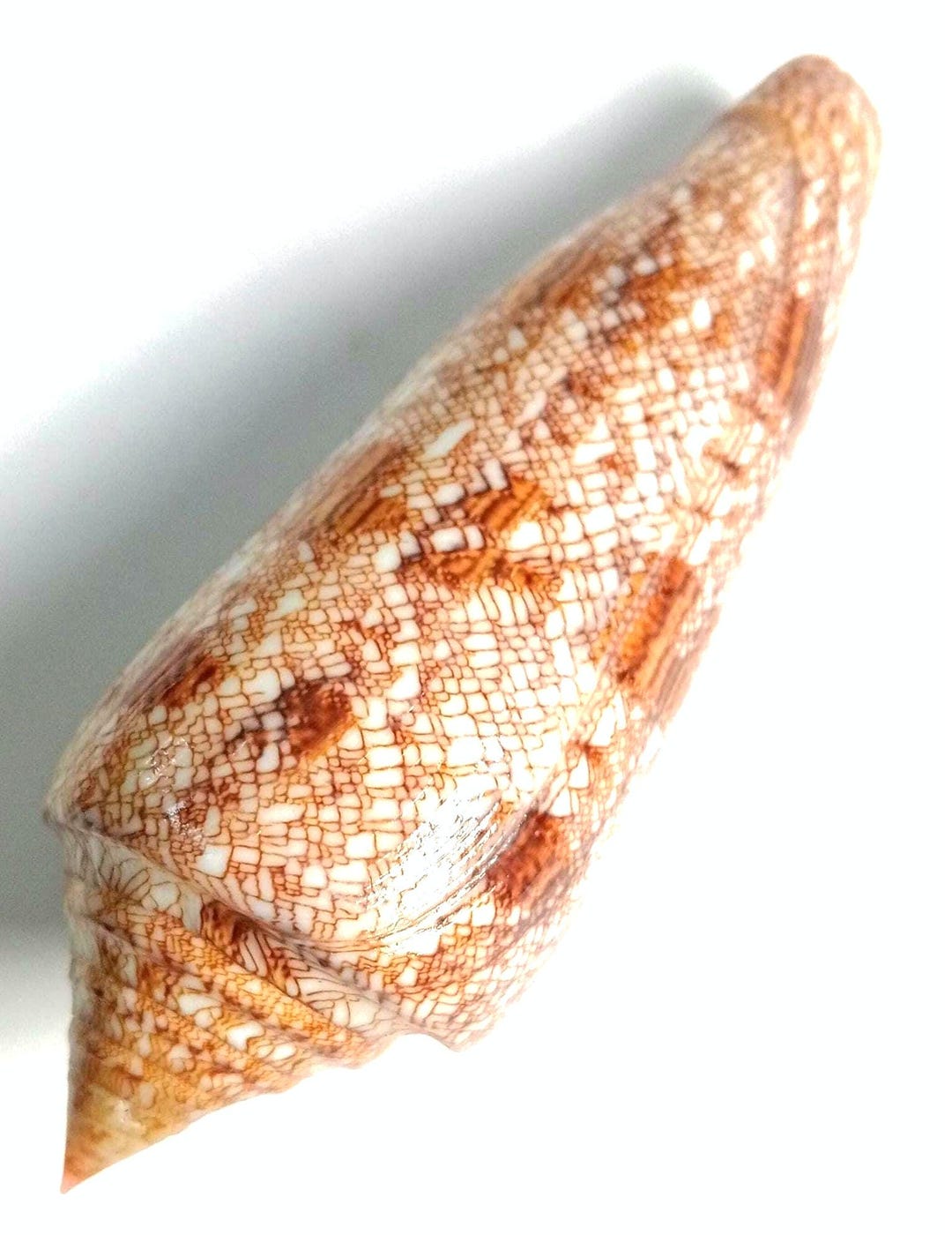 Seashell Conus Gloriamaris 106 Mm..glory of the Sea...item#508 - Etsy