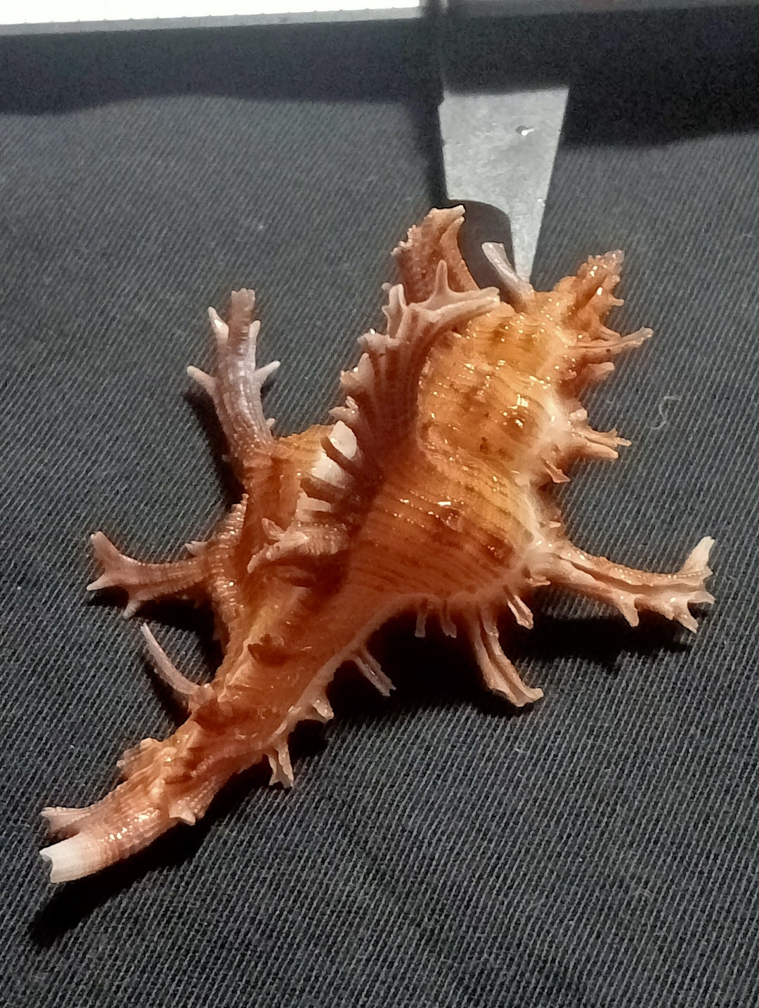 004 Seashell Murex Muricidae 67 Mm..very Nice Spine - Etsy