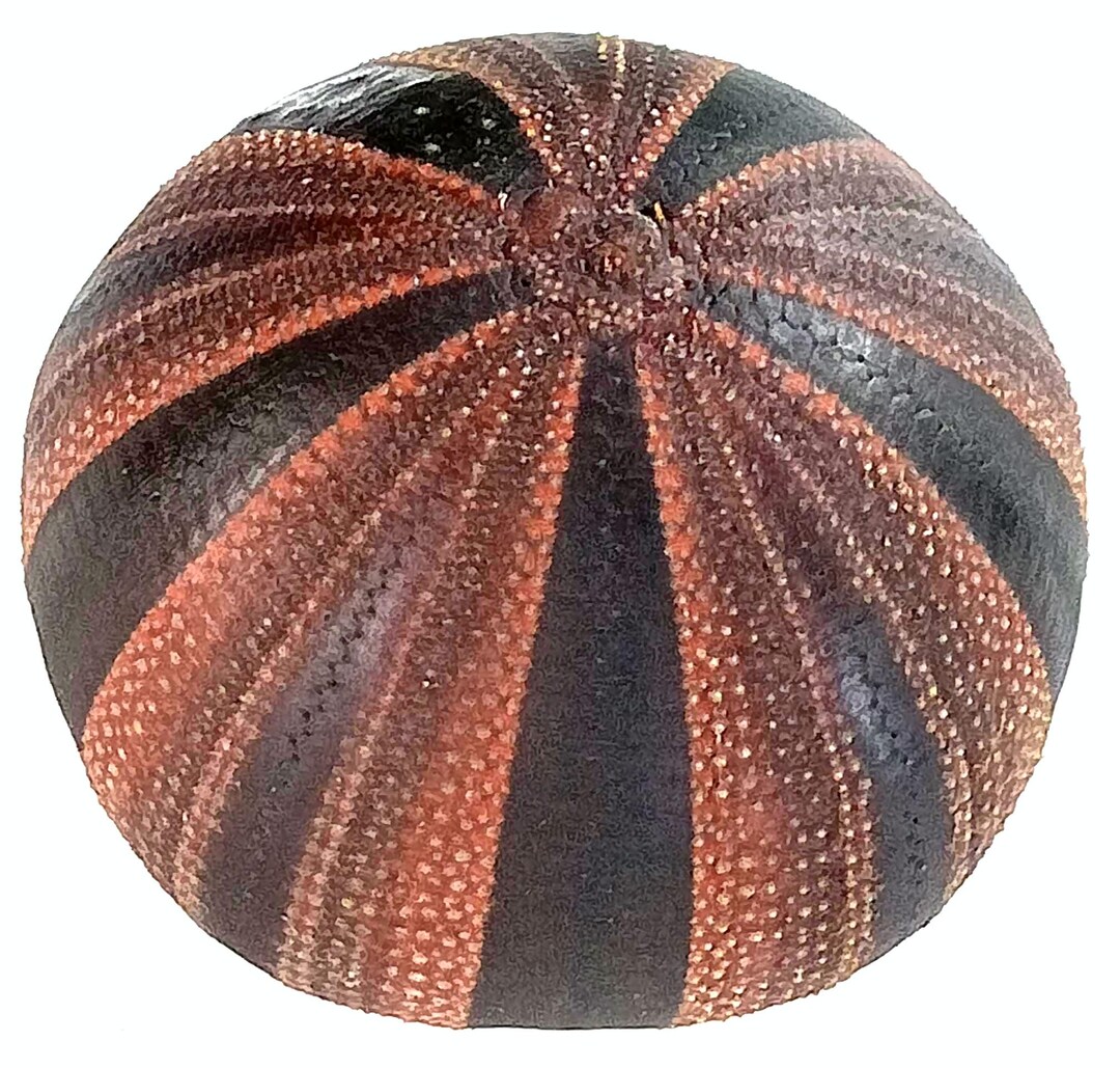 Sea Urchin..mespila Globulus Tuxedo Sea Urchin..big Size 42 Mm...item ...