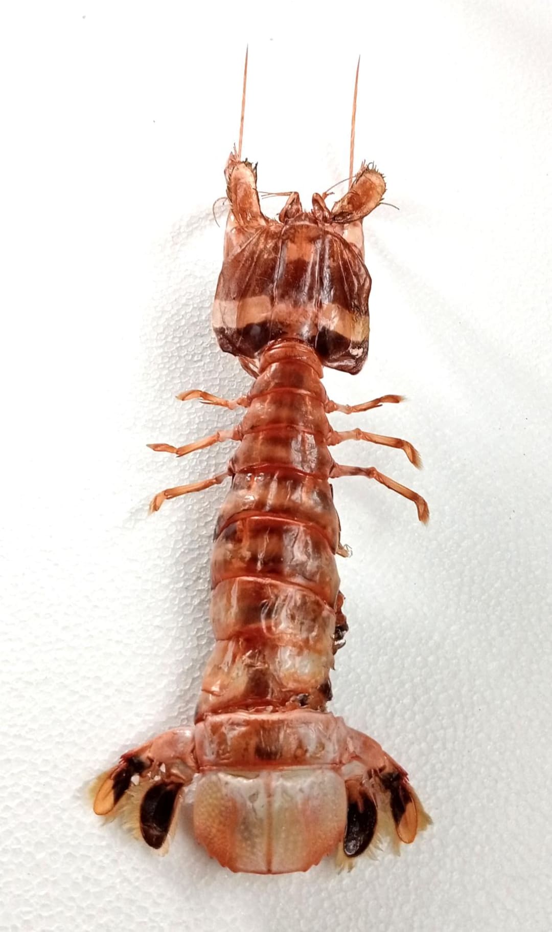 Pinkish Color Mantis Shrimp(size 33 Centimeters Crab)ocean Life ...