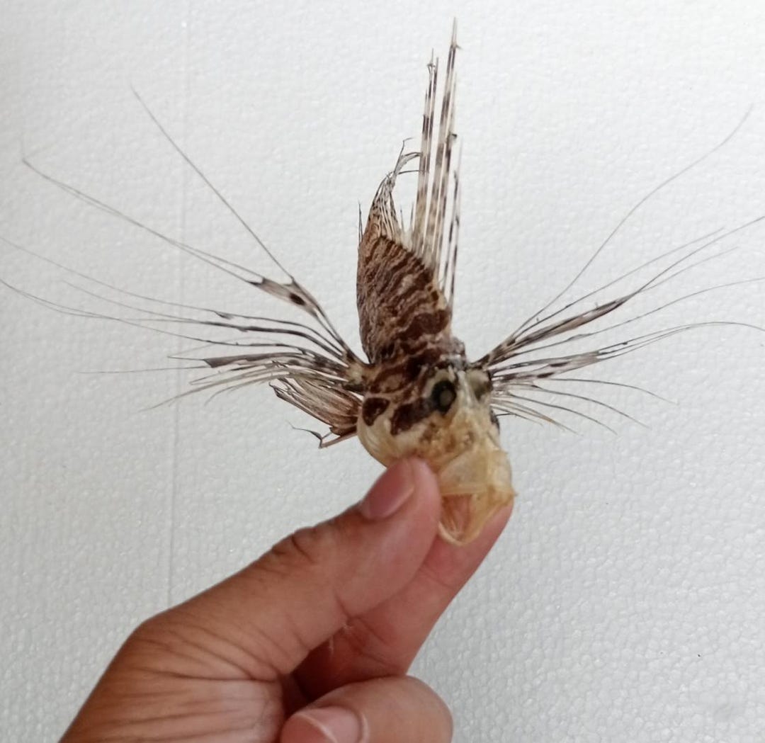 Fish Taxidermy...pteroise Antennas 135 Mm(curiosities Oddities)#cb79 ...