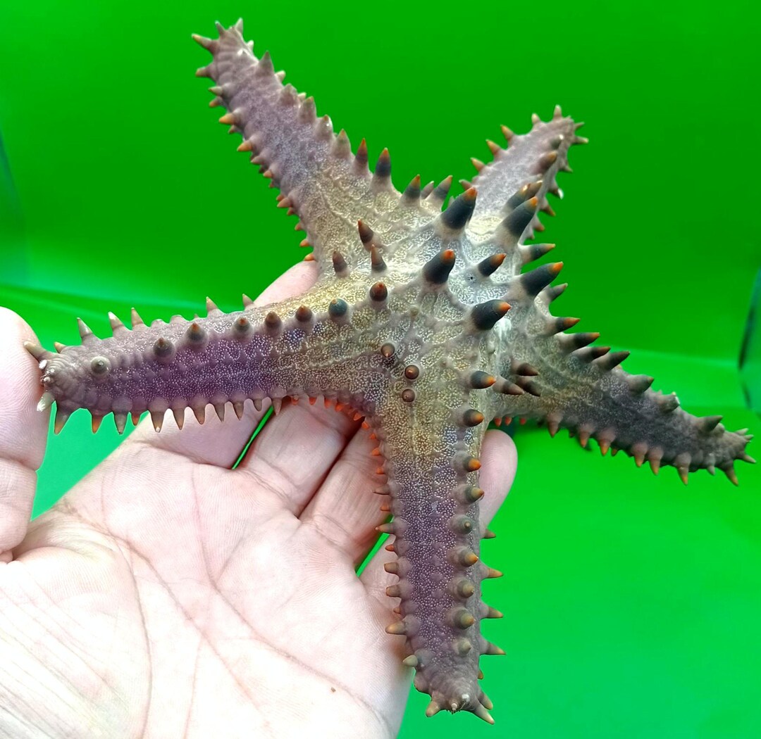 Chocolate Chip Star Fish..size 182 Mm...perfectly Dried...item #34 - Etsy