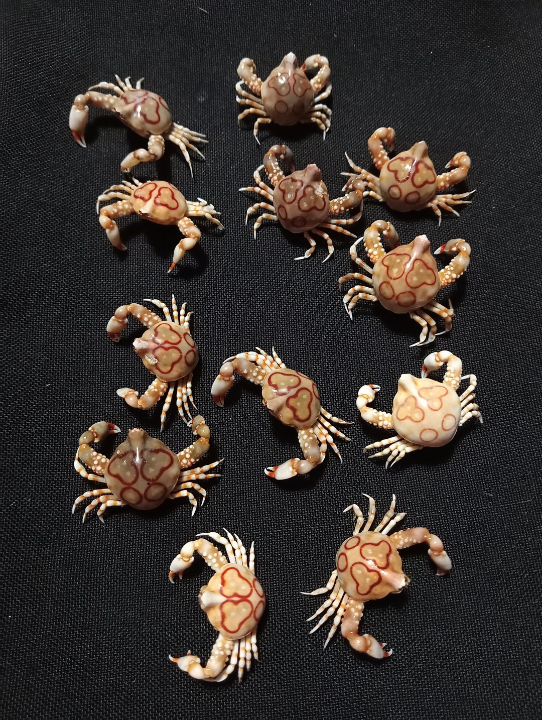 Crustacean Leucosia Anatum Crab...12 Pcs Dried Crabs - Etsy