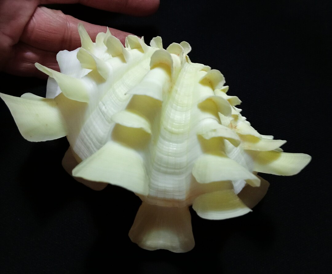 Seashell Bivalvia Squamosas 150 Mm..very Nice Spine and - Etsy