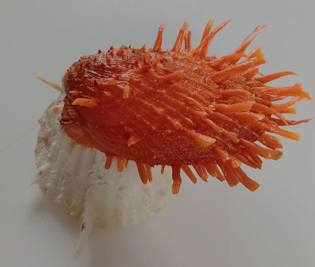 Seashell Spondylus Barbatus..with Attach Old White Spondylus...natural ...