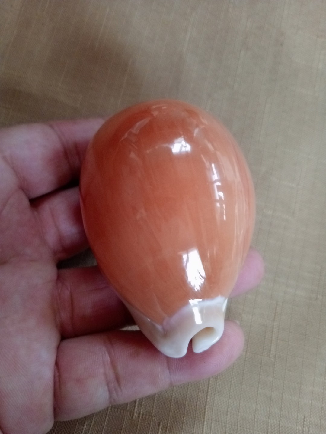 Sea Shell Cypraea Golden Cowry 81 Mm..,very Good Condition - Etsy