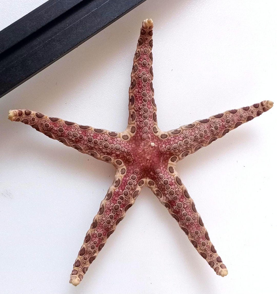 Rare Deep Sea Star Fish 85 Mm.. Completely Dried Item # 233 - Etsy
