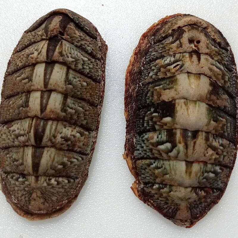 Chiton - Etsy