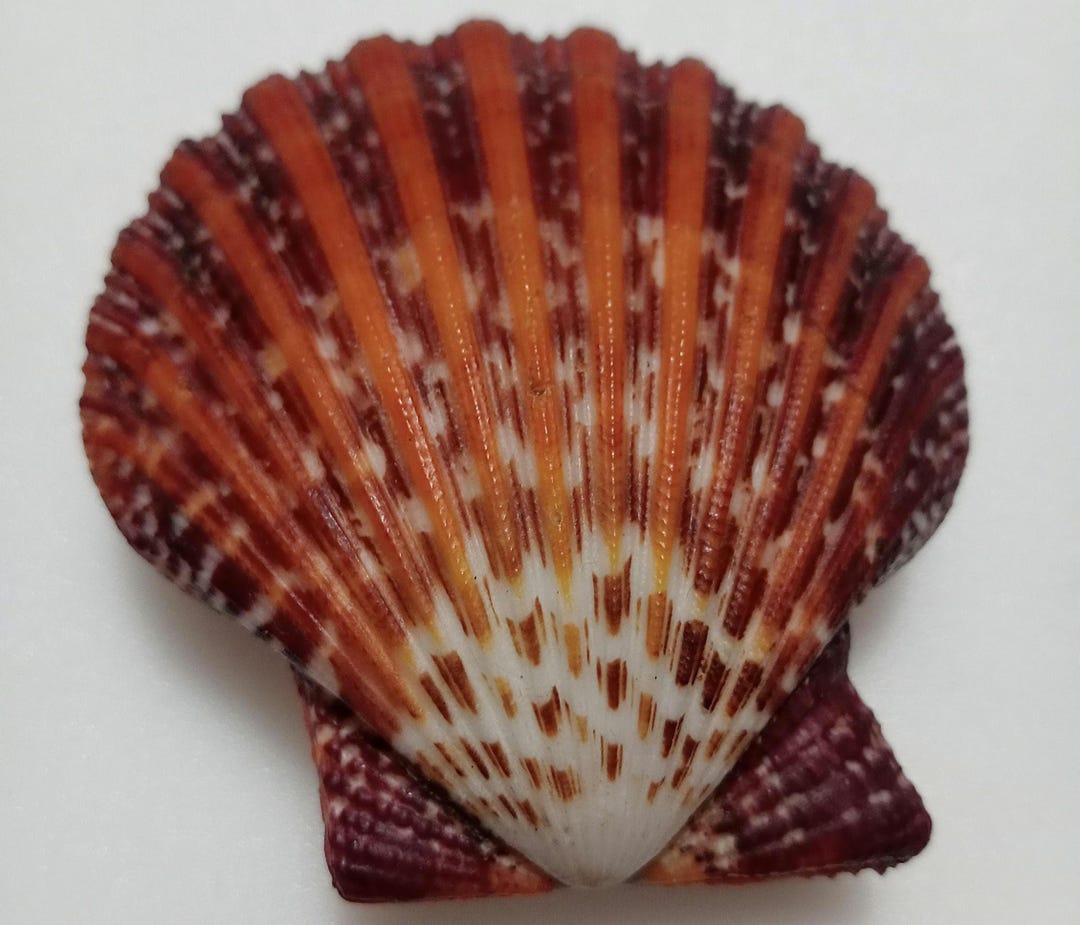Sea Shell Pecten Pallium 63 Mm..item 4 - Etsy