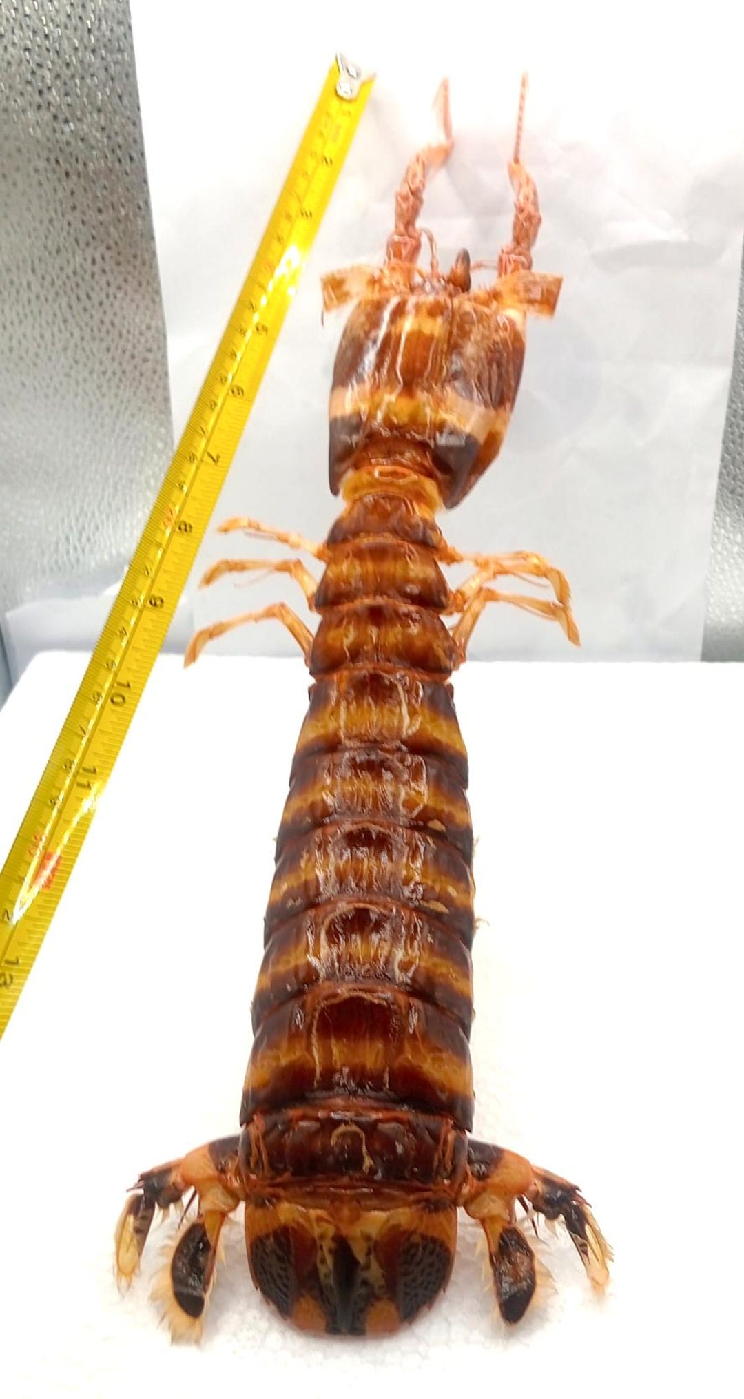 Taxidermy..deep Sea Mantis(size 37 Centimeters)found Using Trawlnet ...