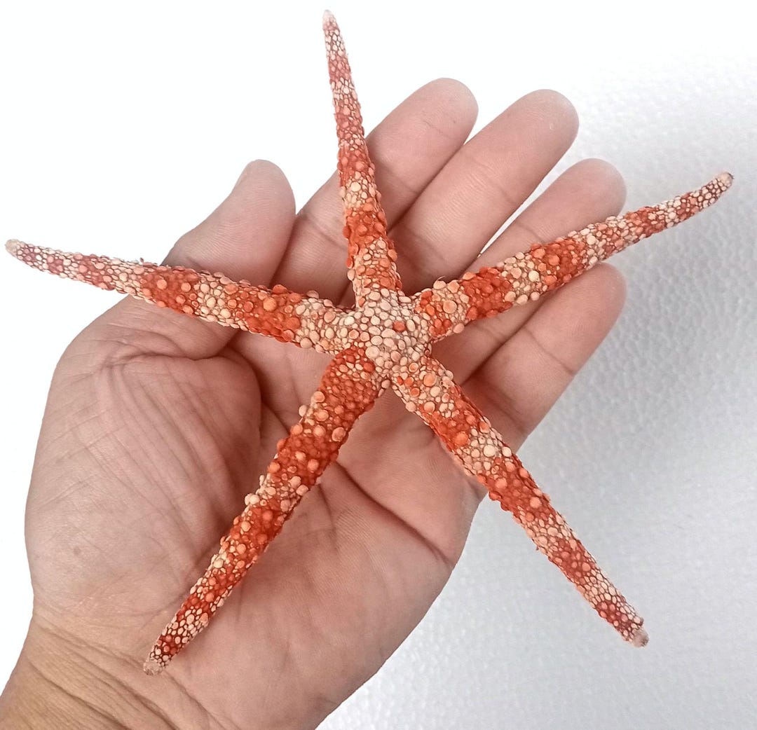Real Deep Sea Dried Star Fish 170 Mm..item # 11 - Etsy