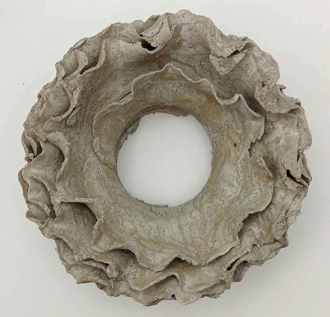 Sand Dollar/sponge 103 Mm..moon Sea Snail Egg Case,..natural Quality ...