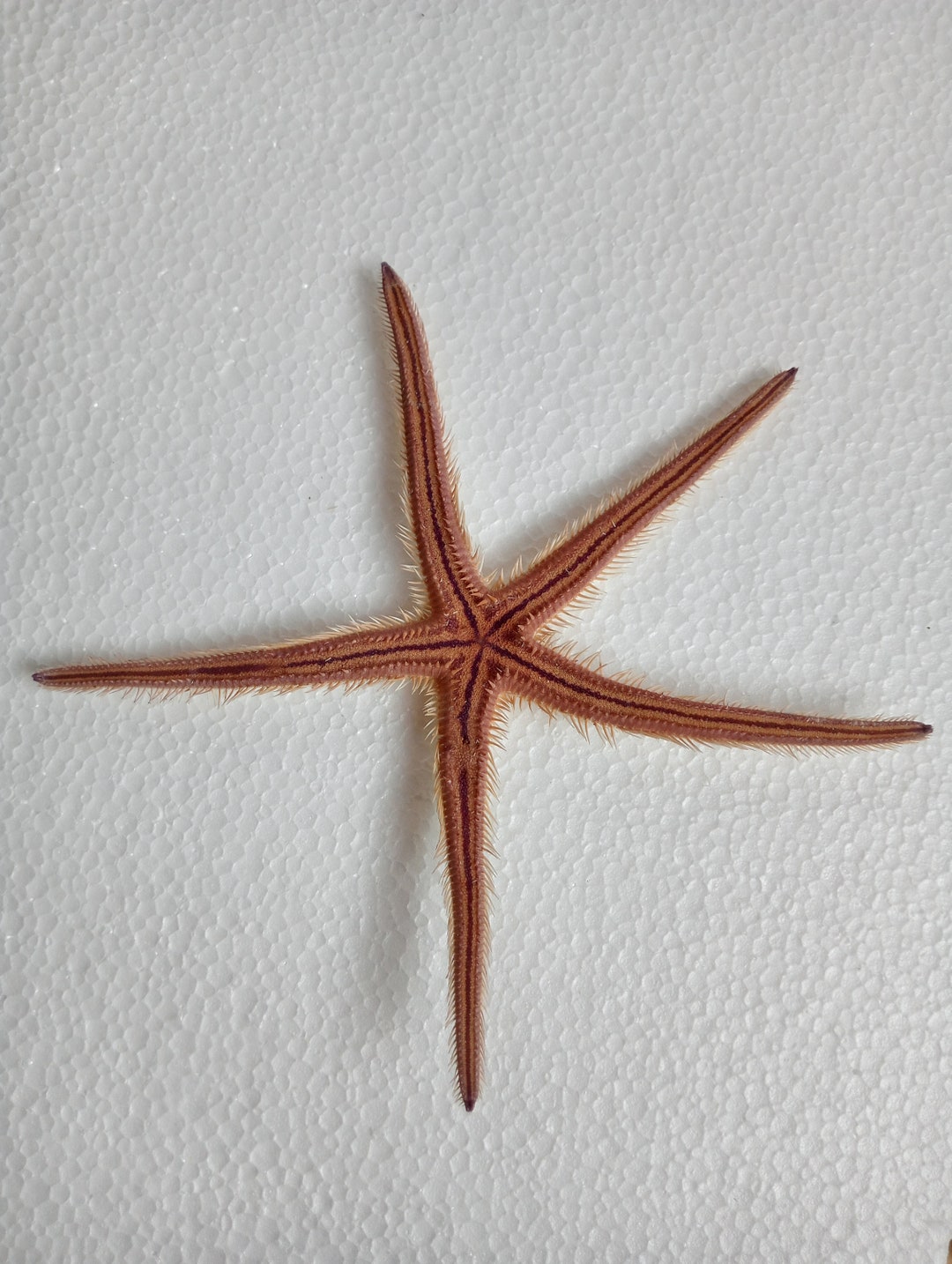 001..star Fish...rare Deep Sea Star Fish..190 Mm..curiositties - Etsy