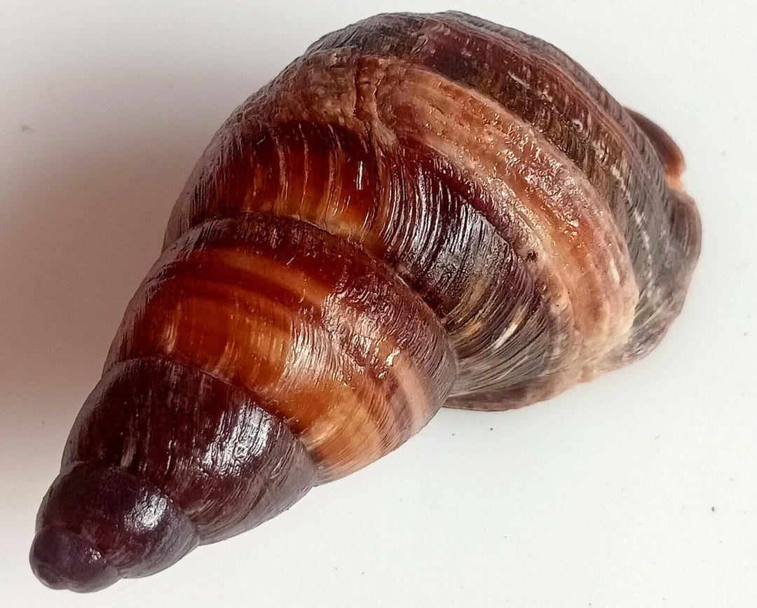 Land Snail She...unique Form Snail Shell .freak. Size 63 Mm - Etsy