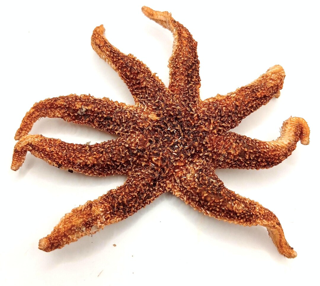 Real Deep Sea Star Fish..size 83 Mm..item #12 - Etsy