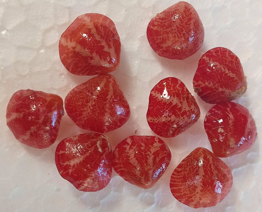 002-seashell..brachiopod Strawberry Shell..10 Pcs Shells..big - Etsy