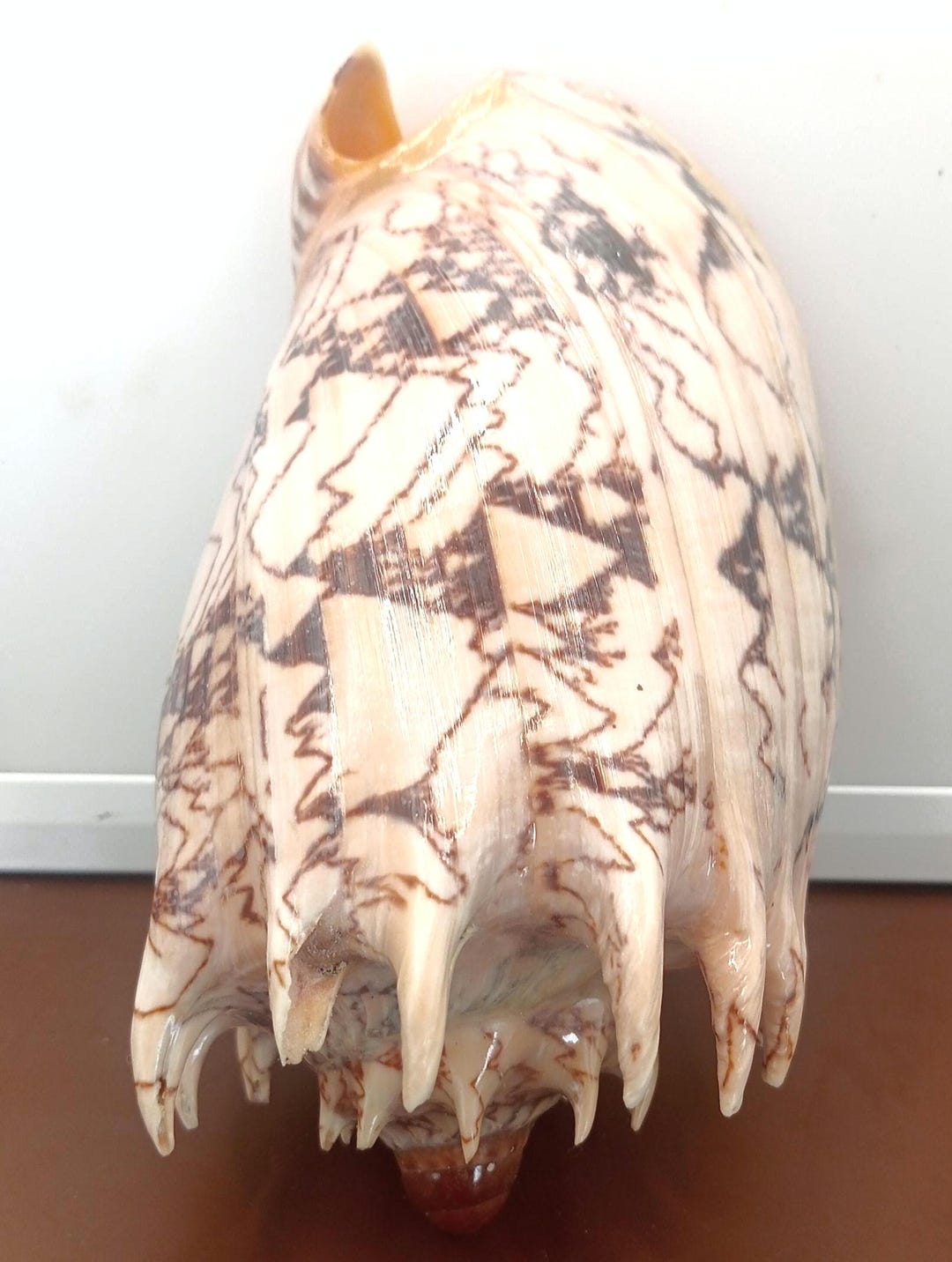Seashell Volute Imperialis 138..very Good Spine..#706. Temporarily ...