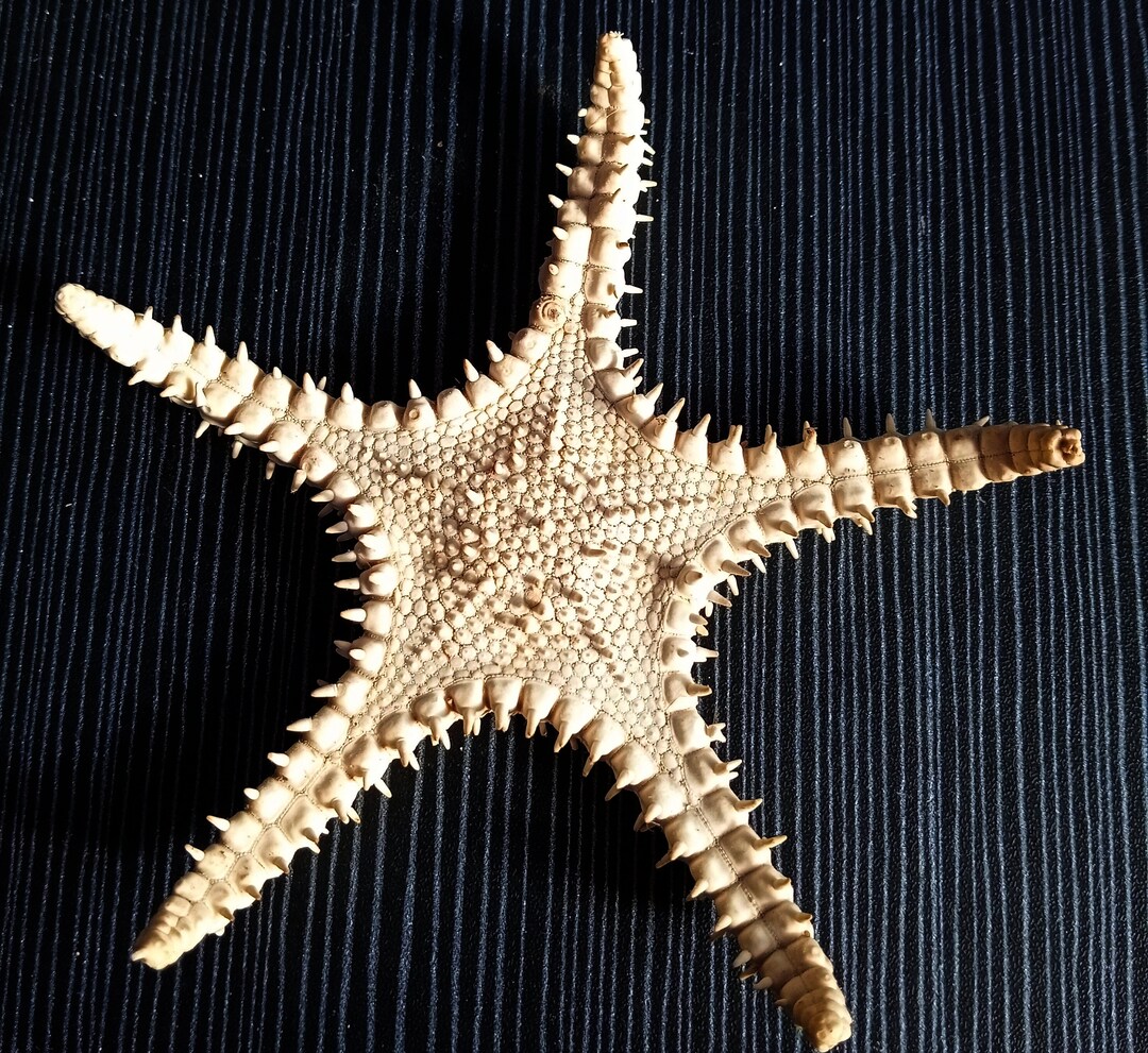 Rare Real Star Fish With Amazing Spike 130 Mm... - Etsy