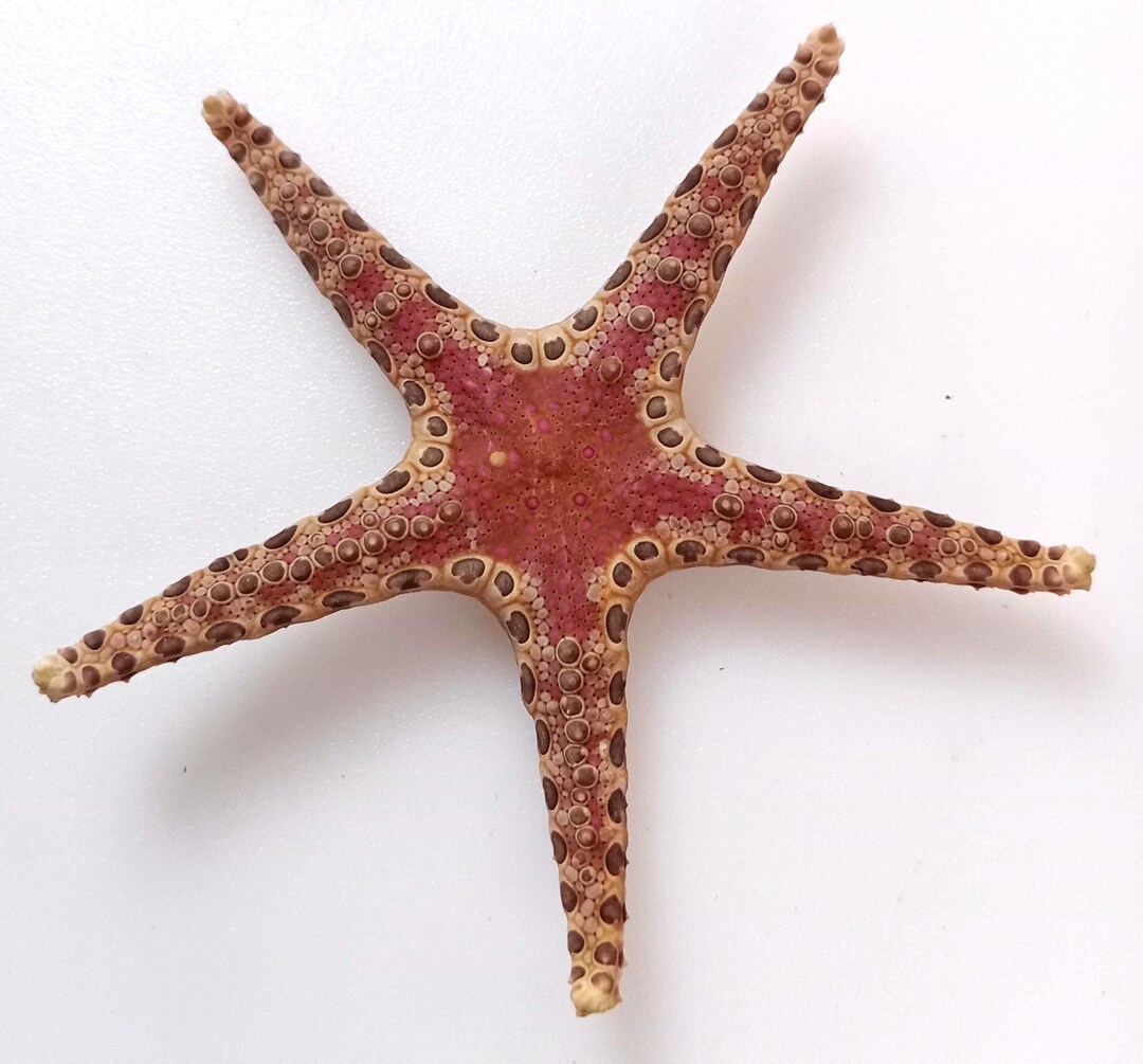 Rare Deep Sea Star Fish 74 Mm.. Completely Dried...item # 202 - Etsy