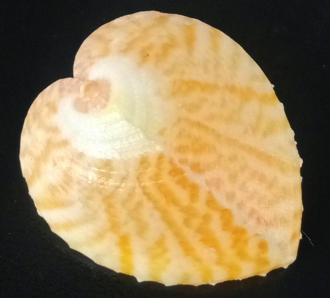 Heart Shell..size 39 Mm.. Corculum Cardissa...seashell..item 6 - Etsy