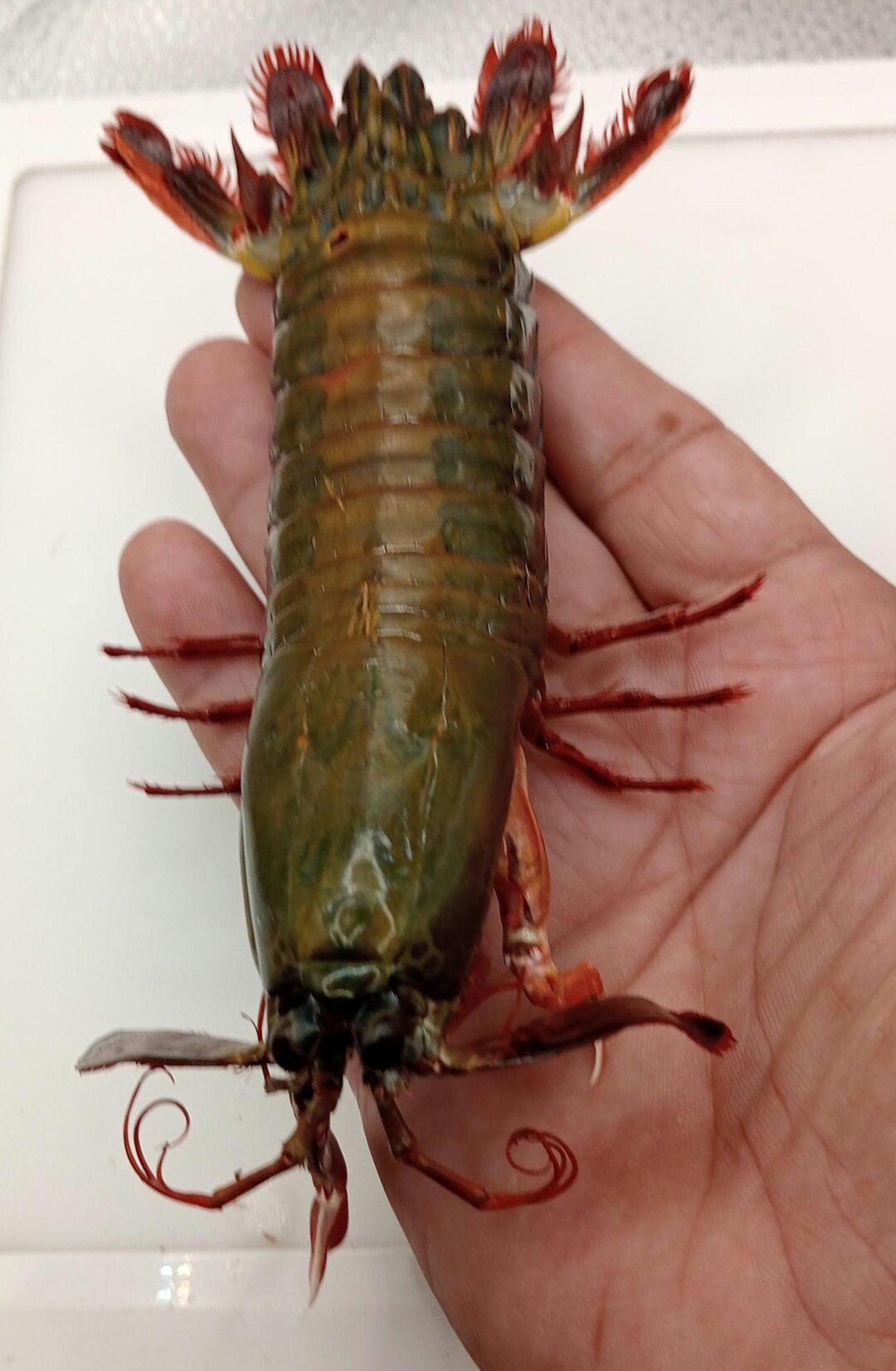 Mantis Shrimp Taxidermy.. Gonodactylus Chiragra 178 Mm..green Color ...