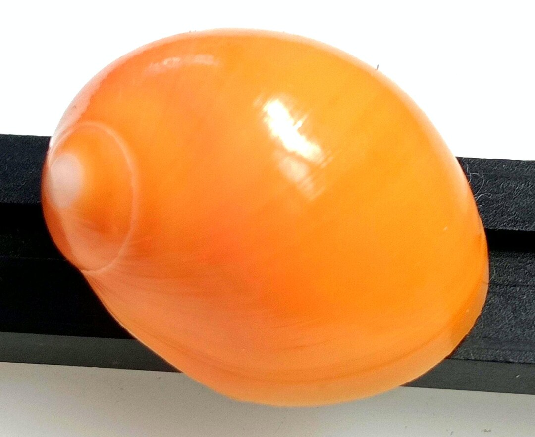 Seashell Natica Naticidae So..moon Sea Snail..27 Mm..item60 - Etsy