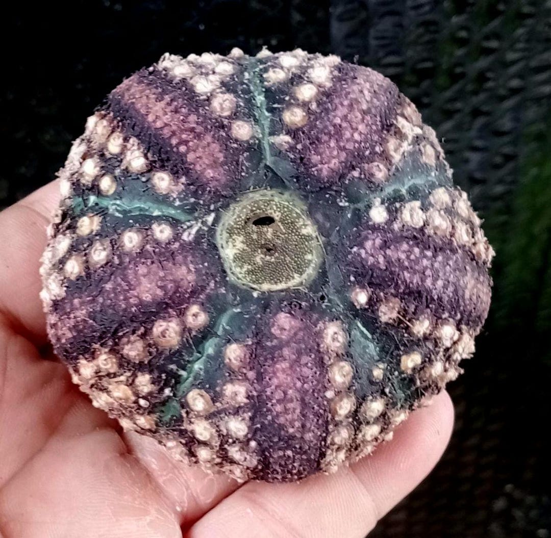 Echinothrix Calamaris 71 Mm..sea Urchin Item..without Hole..#2 - Etsy