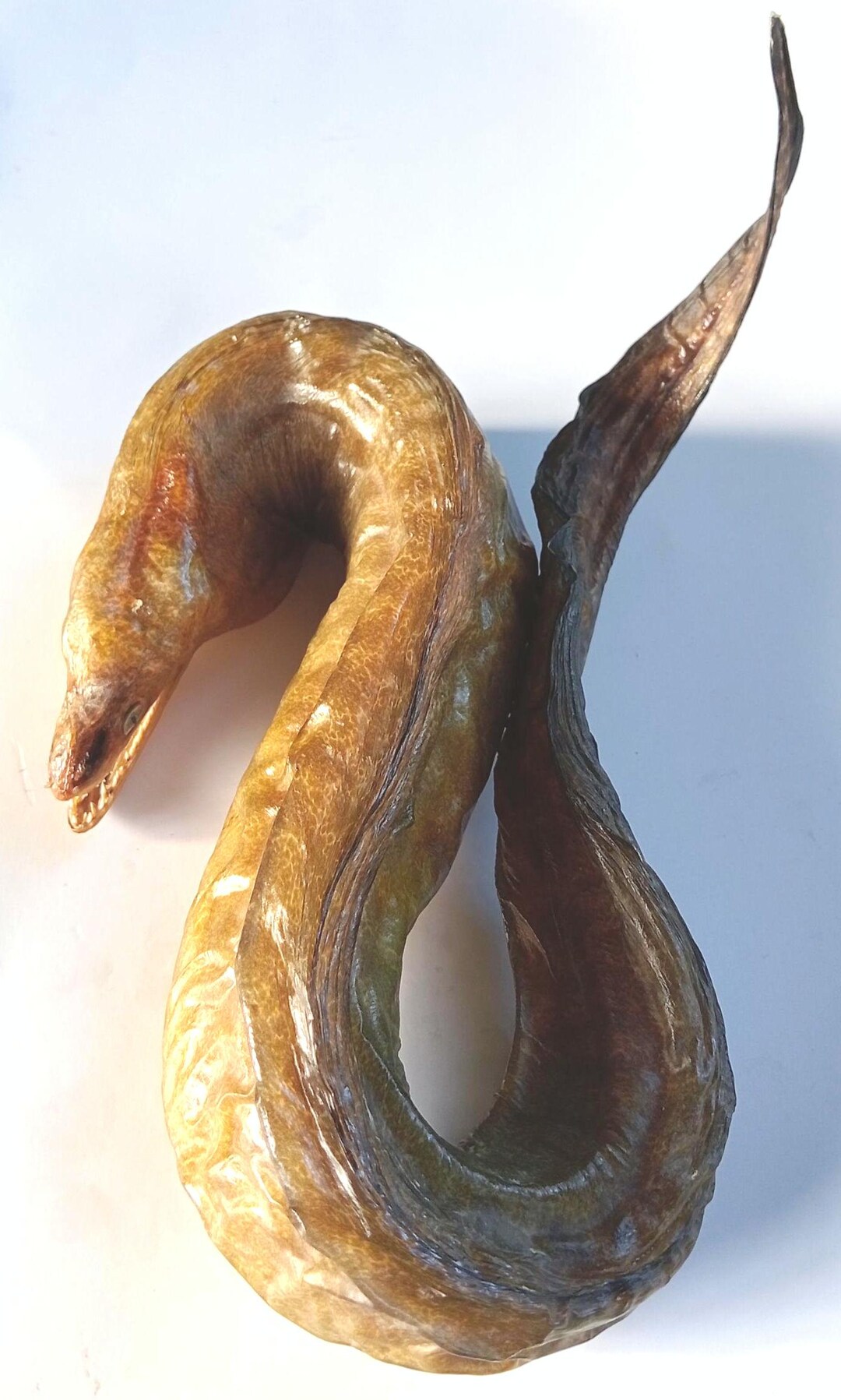 Fish Taxidermy,eel Fish Dried,beautifully Dried..190 Mm..measured Just ...