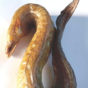 Fish Taxidermy,eel Fish Dried,beautifully Dried..190 Mm..measured Just ...