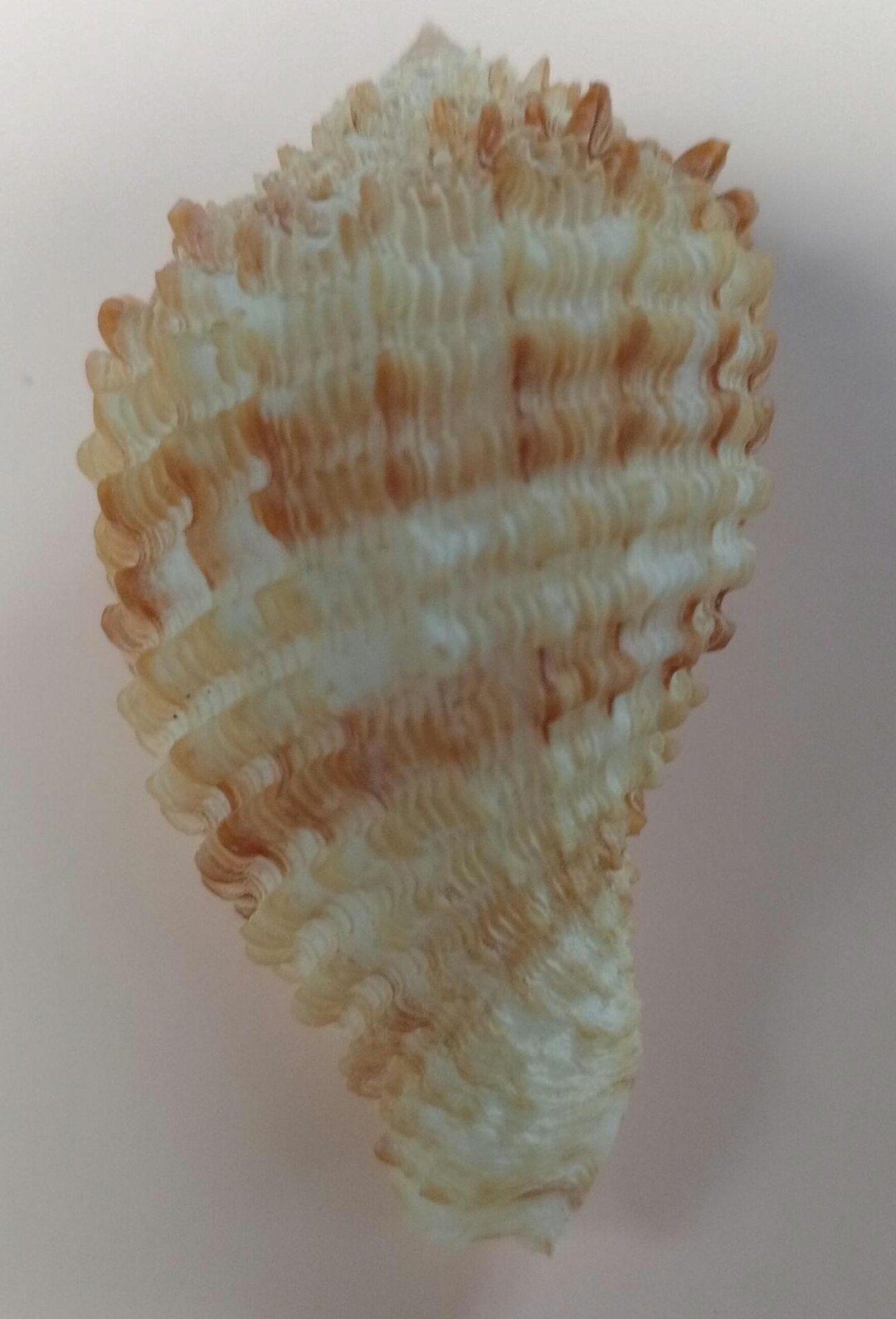 Morum Joelgreenei 52 Mm...young Looking Shell...item 70 - Etsy