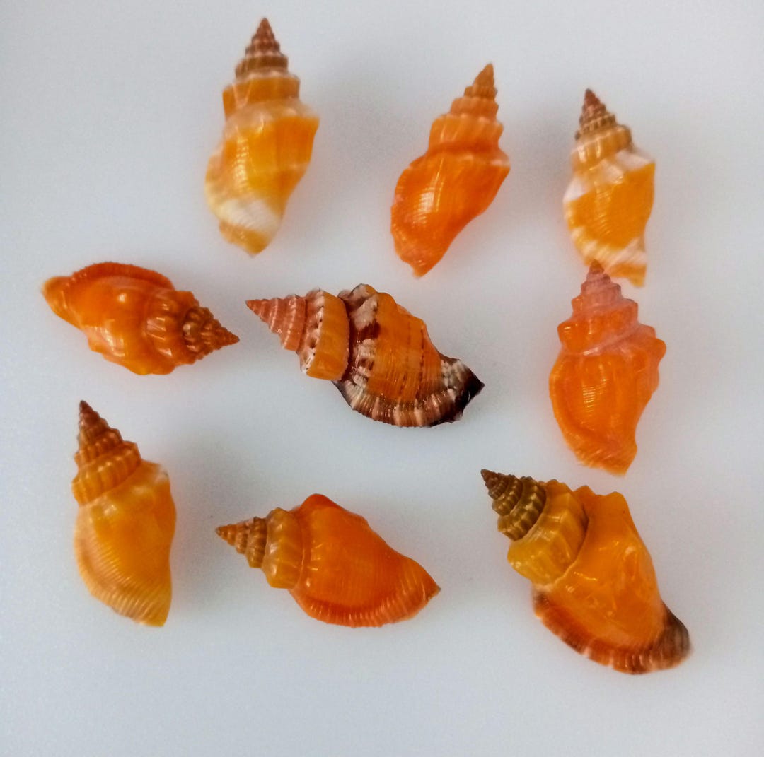 Seashell Collectibles..strombidae Strombus So..size 27-30 Mm....9 Pcs ...